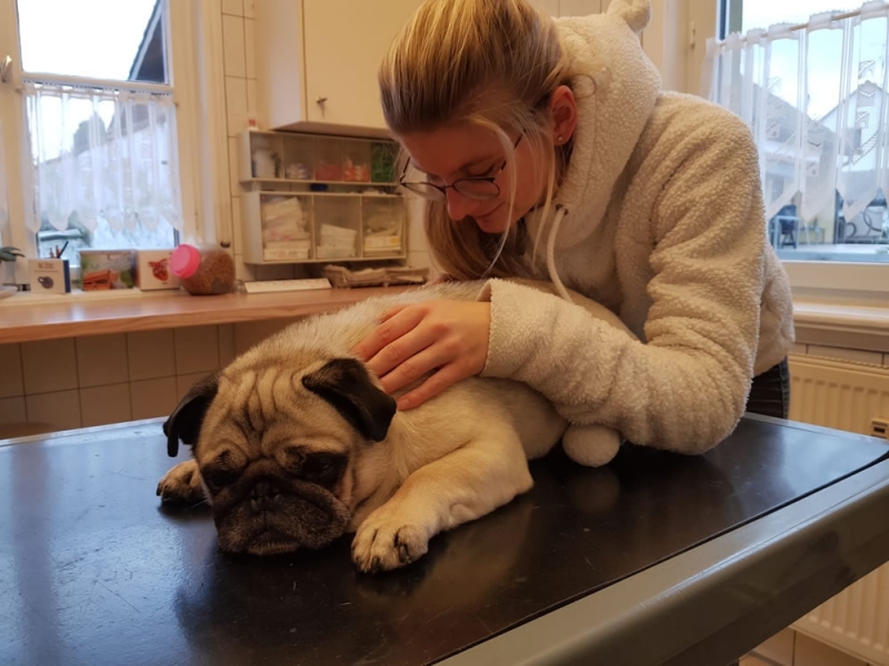 NEU bei uns: Tierphysiotherapie - Tierärztliche Praxis für Kleintiere ...